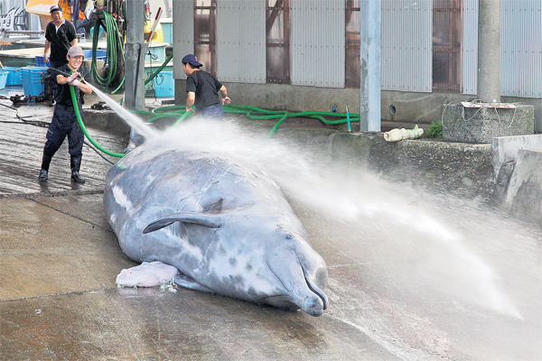 Study finds whale cull unnecessary - Emirates 24|7