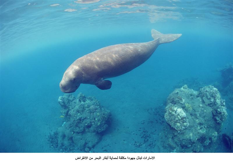UAE moves to protect dugongs from extinction - Emirates 24|7