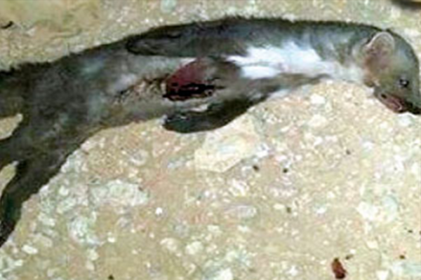 Saudis warned of child-snatching animal - Emirates 24|7