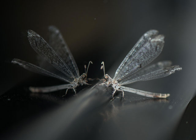 Jebel Hafit study finds new insects for UAE - Emirates 24|7